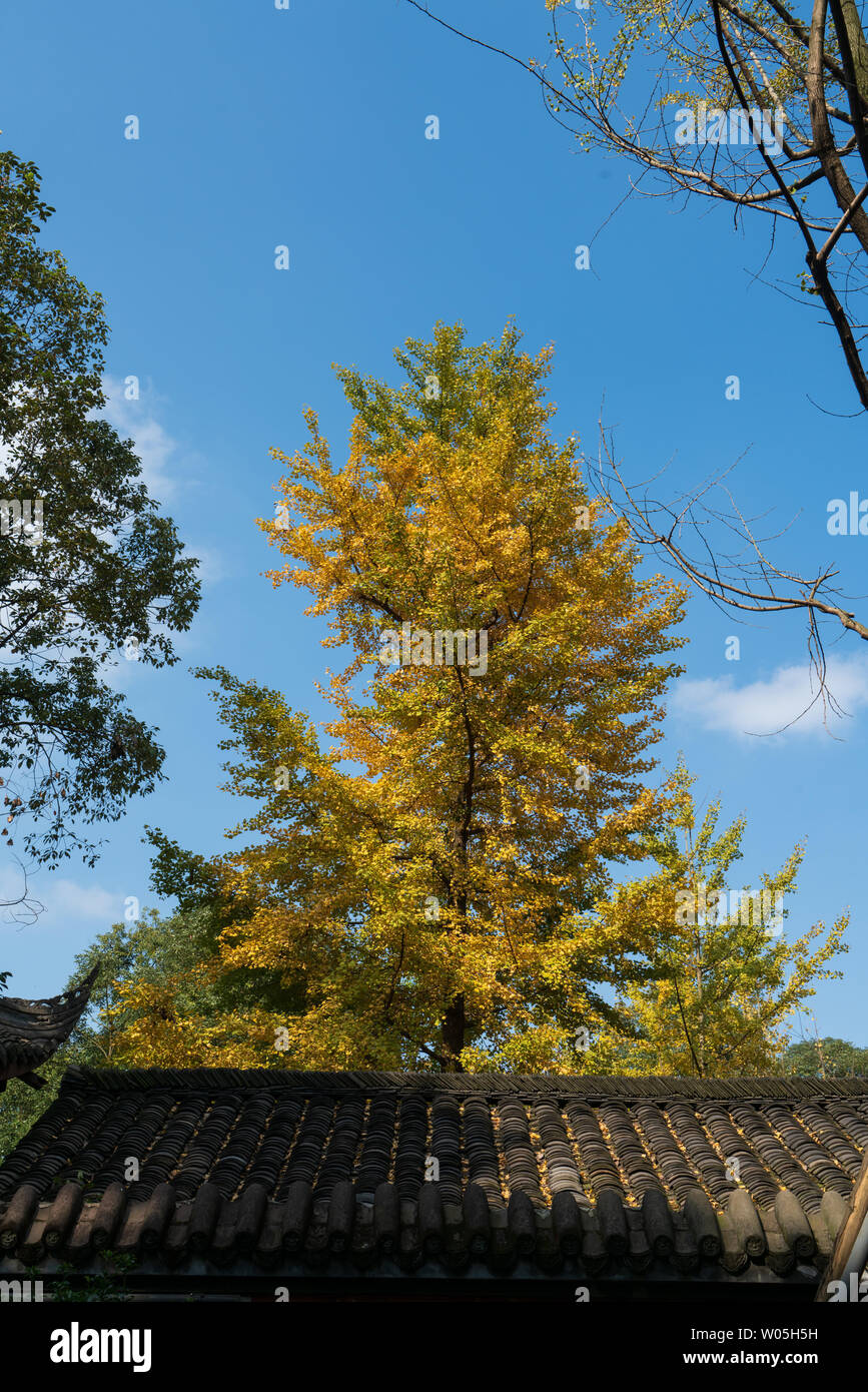 Ginkgo trees and ancient buildings in Huanhuaxi Park, Chengdu Stock ...