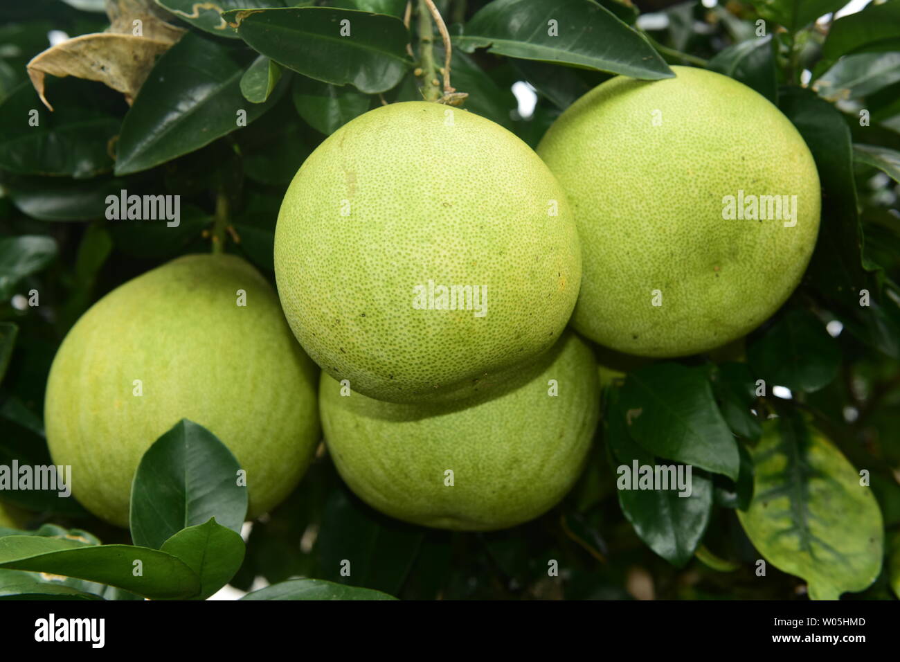 Pomelo picture hi-res stock photography and images - Alamy