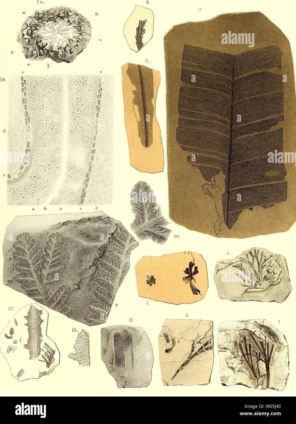 Trichomanoides hi-res stock photography and images - Alamy