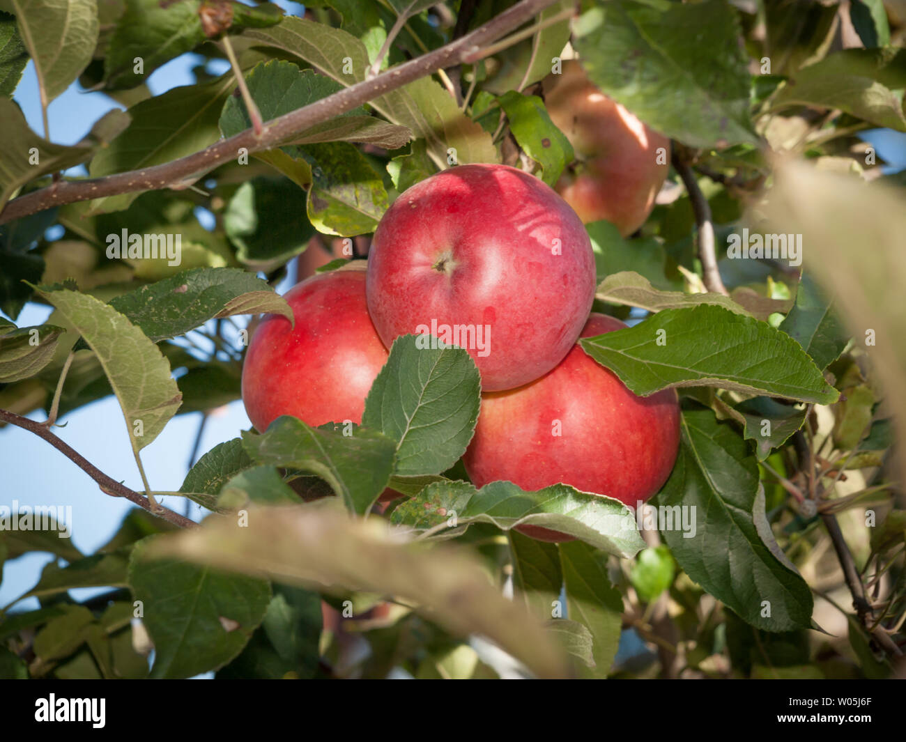 Red apple hanging from tree in garden hi-res stock photography and ...
