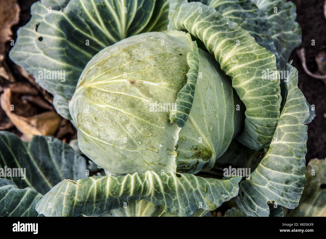 Raw fresh organic headed cabbage with big leaves growing in the garden ...