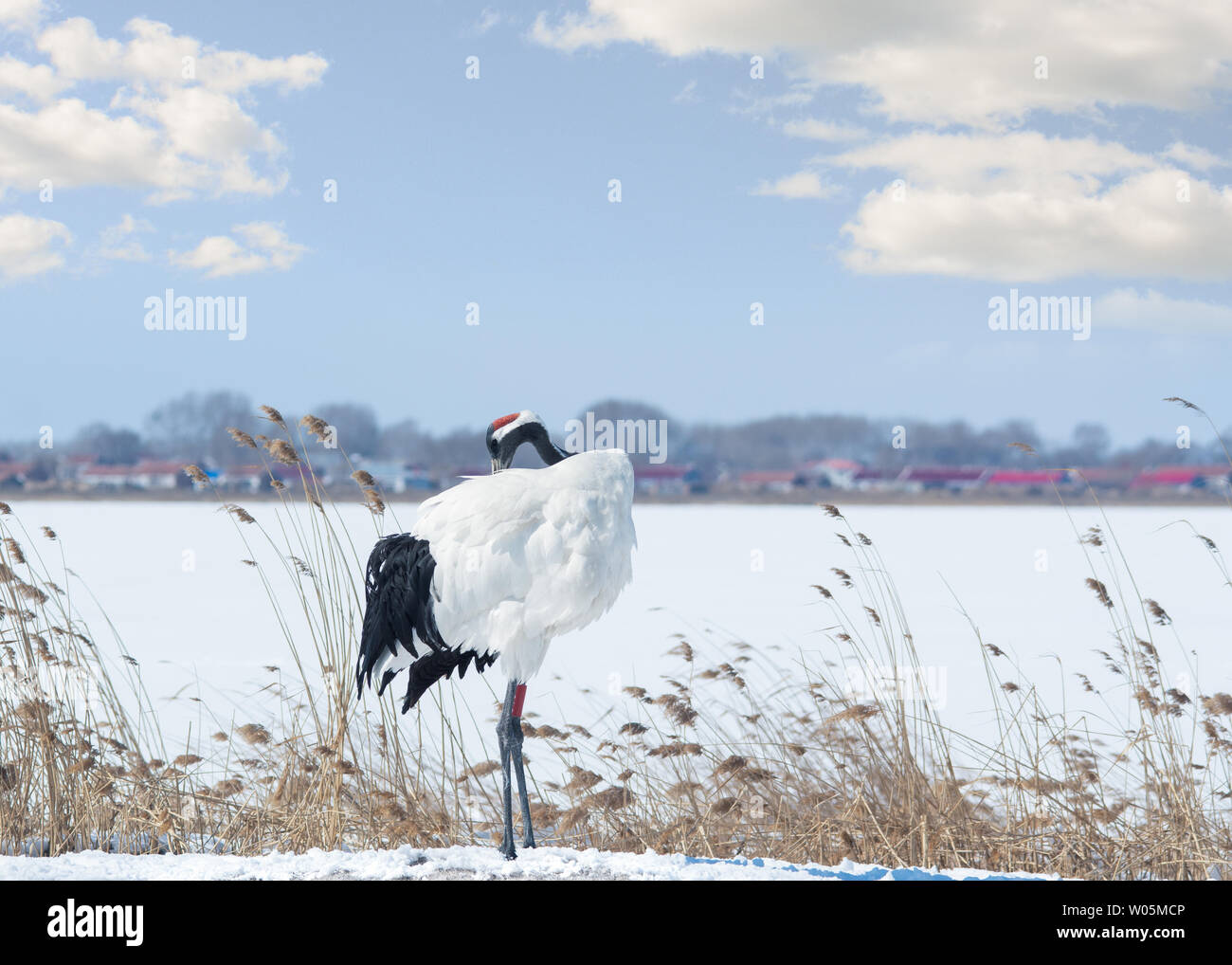 Red crowned crane flying sunset hi-res stock photography and images - Alamy