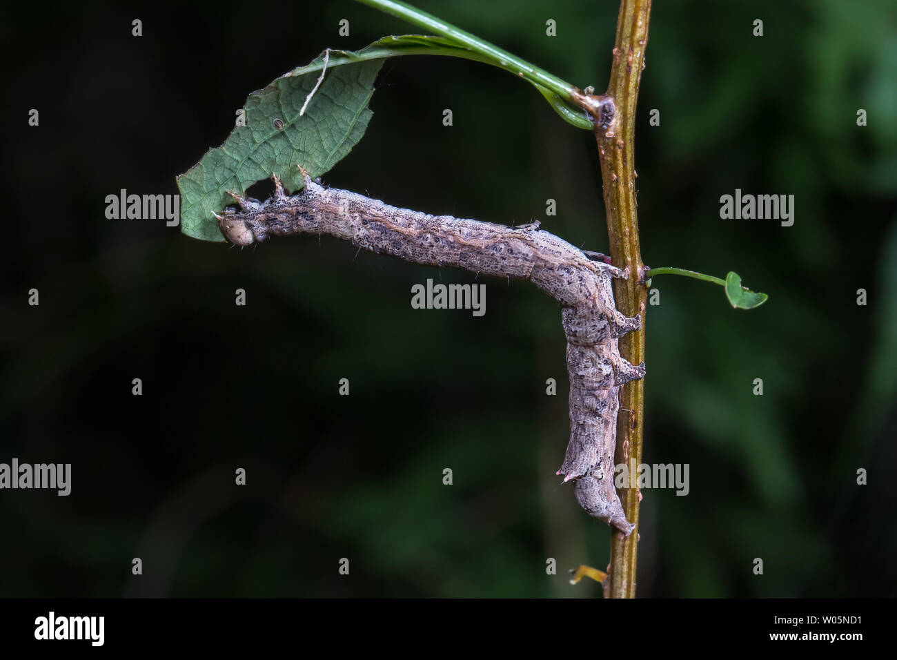 Larvae of various moths Stock Photo - Alamy