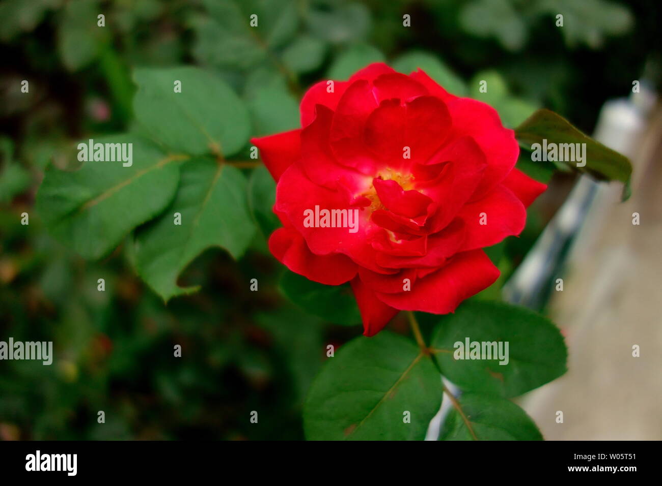 Red moon flower Stock Photo - Alamy