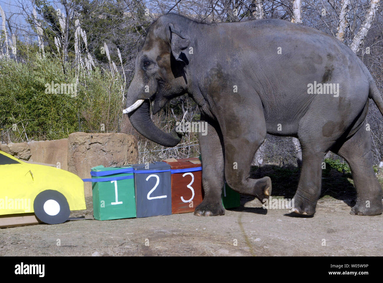 Raja the Asian elephant, the first elephant born at the St. Louis Zoo ...