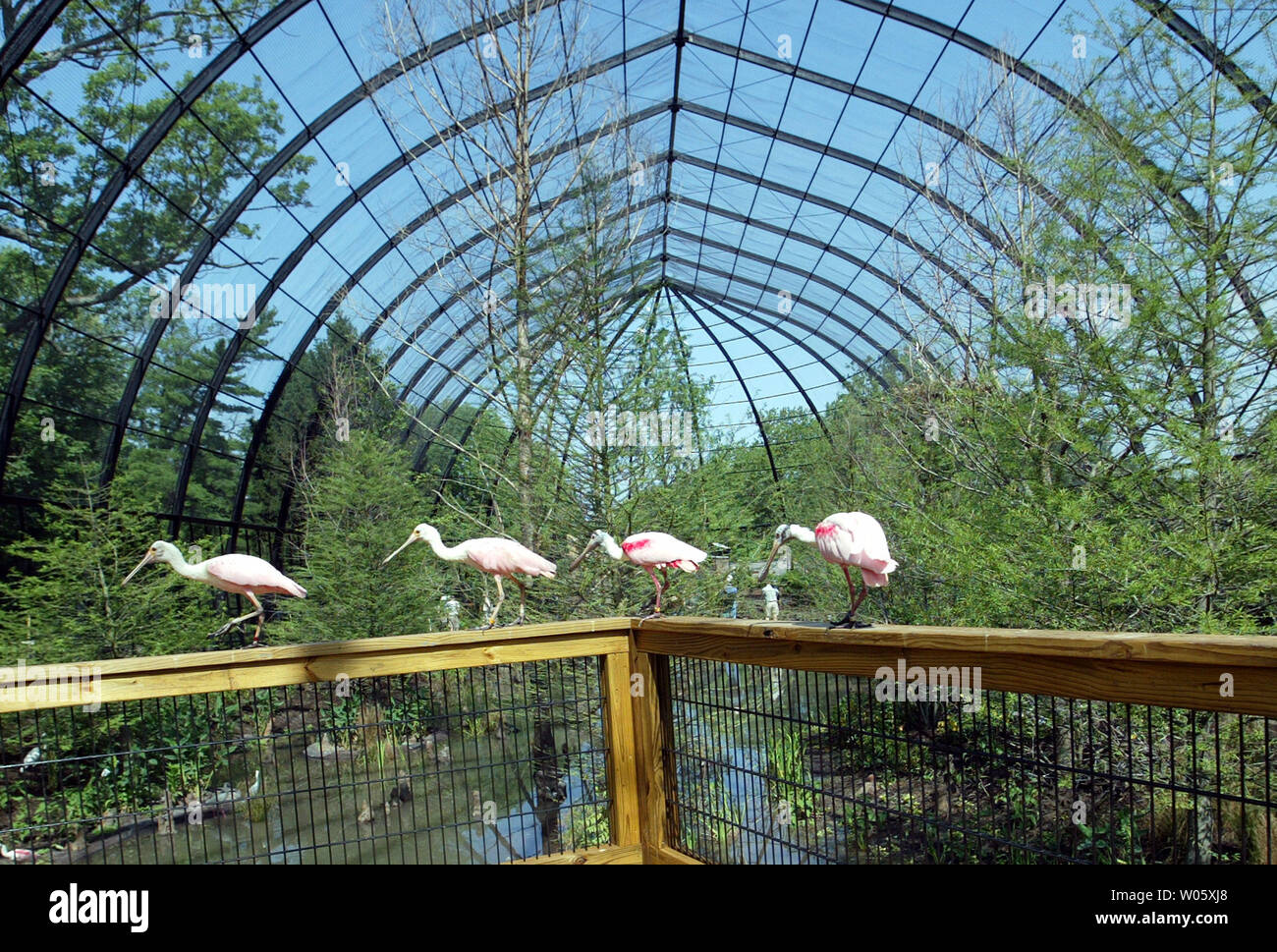 Pink spoonbill birds walk around their new environment after being ...