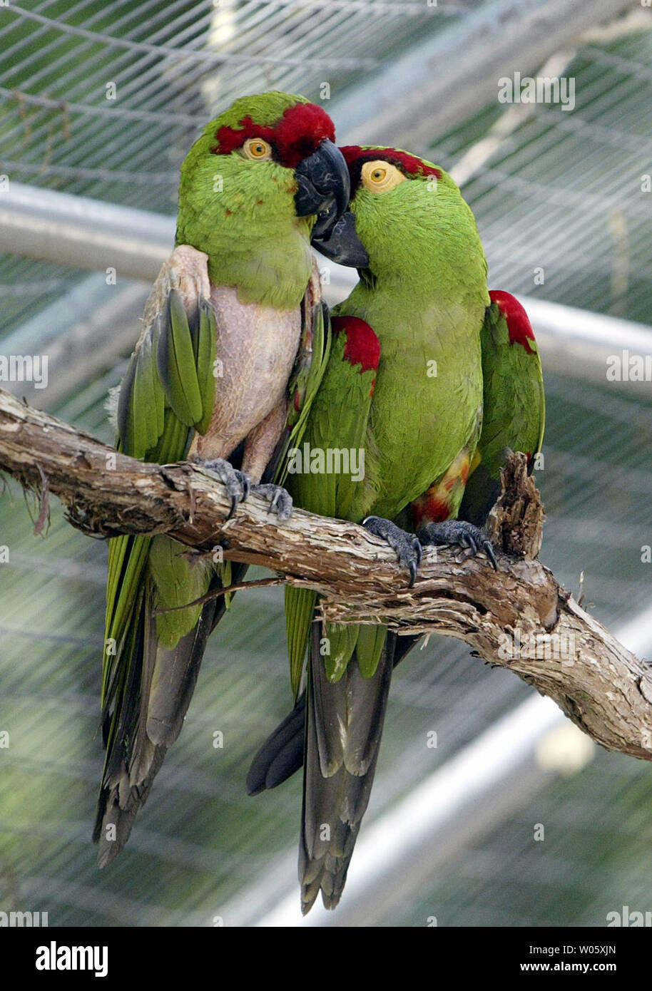 Two Thick-Billed parrots lock bills as they play in their new outdoor ...