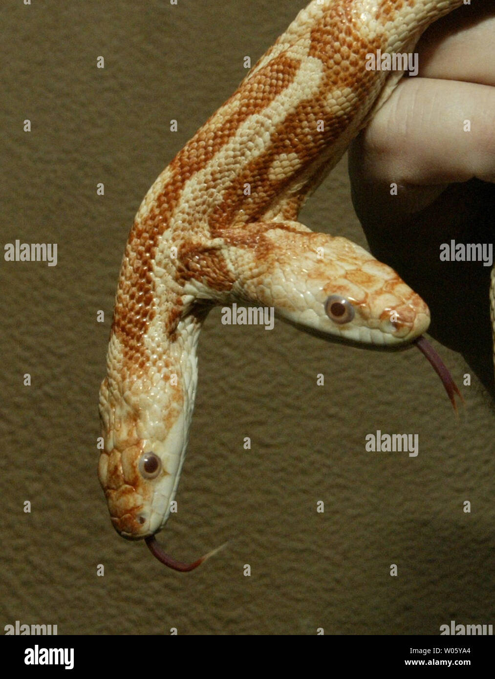 A two-headed, albino black rat snake is back in its home on August 24 ...