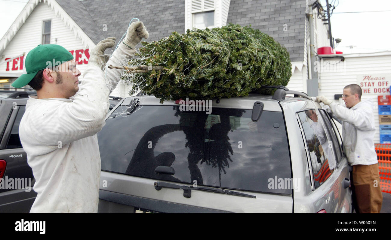 Tim Roth (L) and Mike Sutton tie down a ten foot, Douglass Fir ...