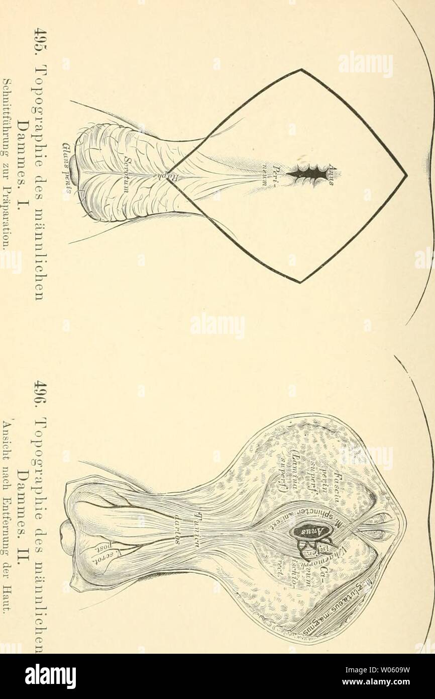 Die anatomie des menschen hi-res stock photography and images - Alamy