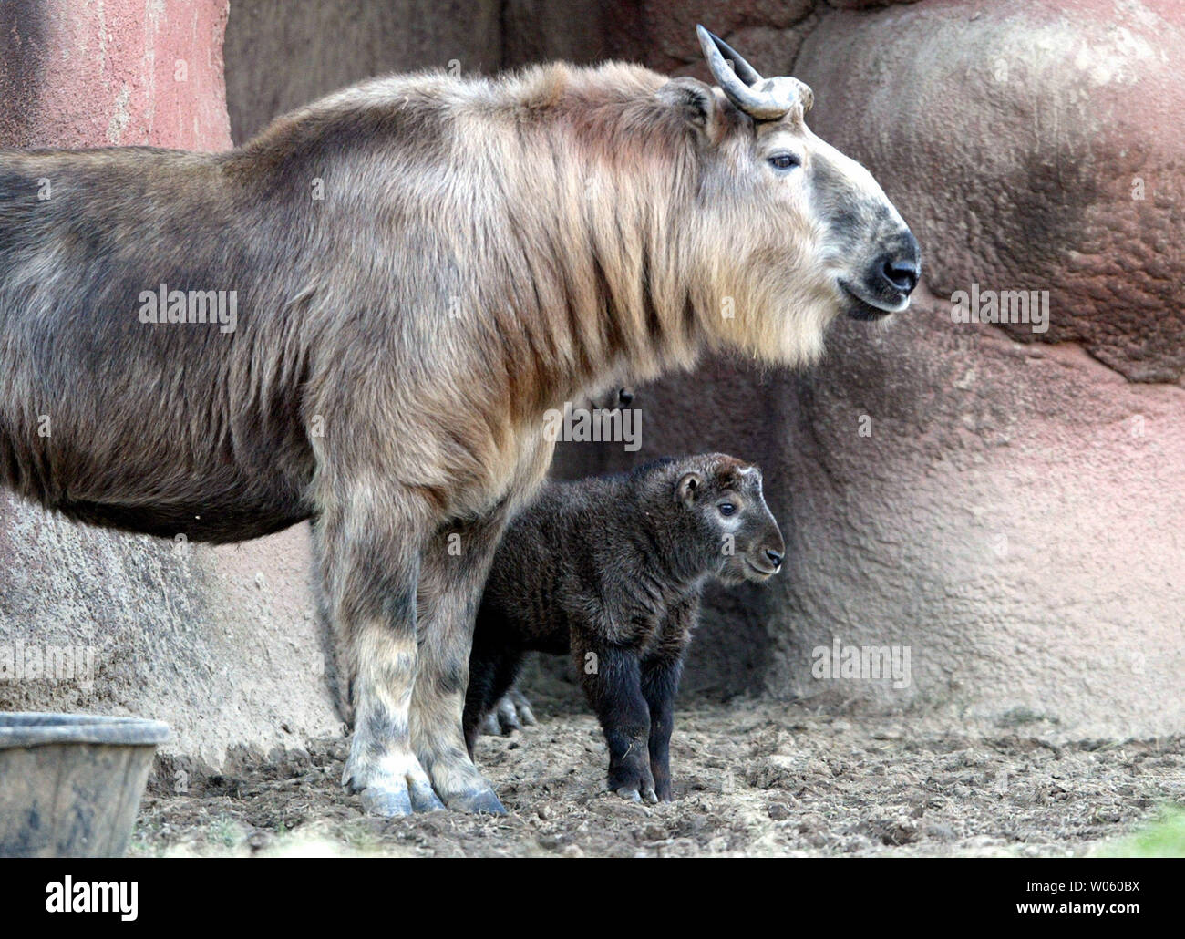 American zoos hi-res stock photography and images - Alamy