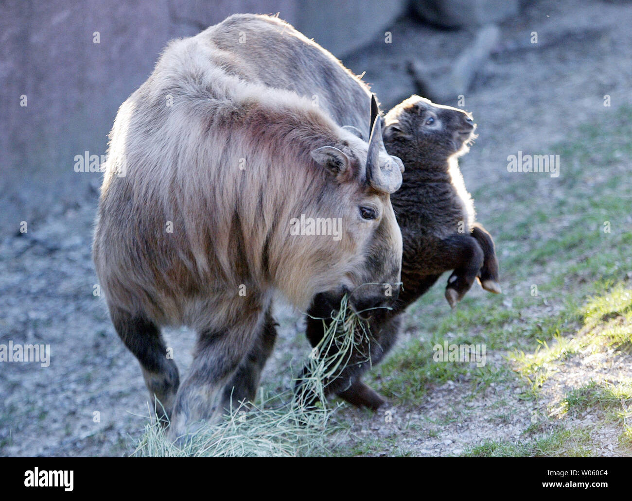 Little baby Ting Ting the takin, (R) gets a nudge from her mother Tsow ...
