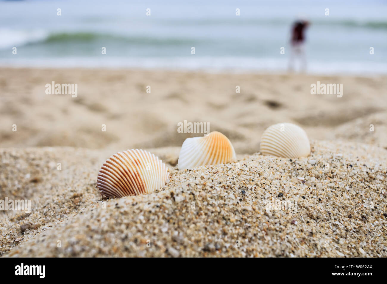 There are three shells on the beach on the big beach Stock Photo - Alamy