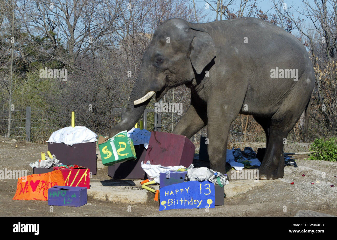 Raja, the first Asian elephant to be born at the St. Louis Zoo ...