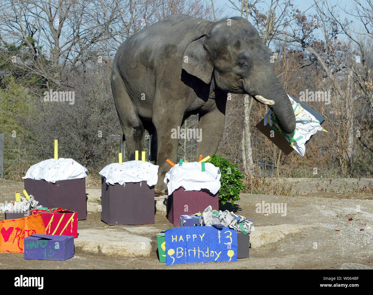 Raja, the first Asian elephant to be born at the St. Louis Zoo ...