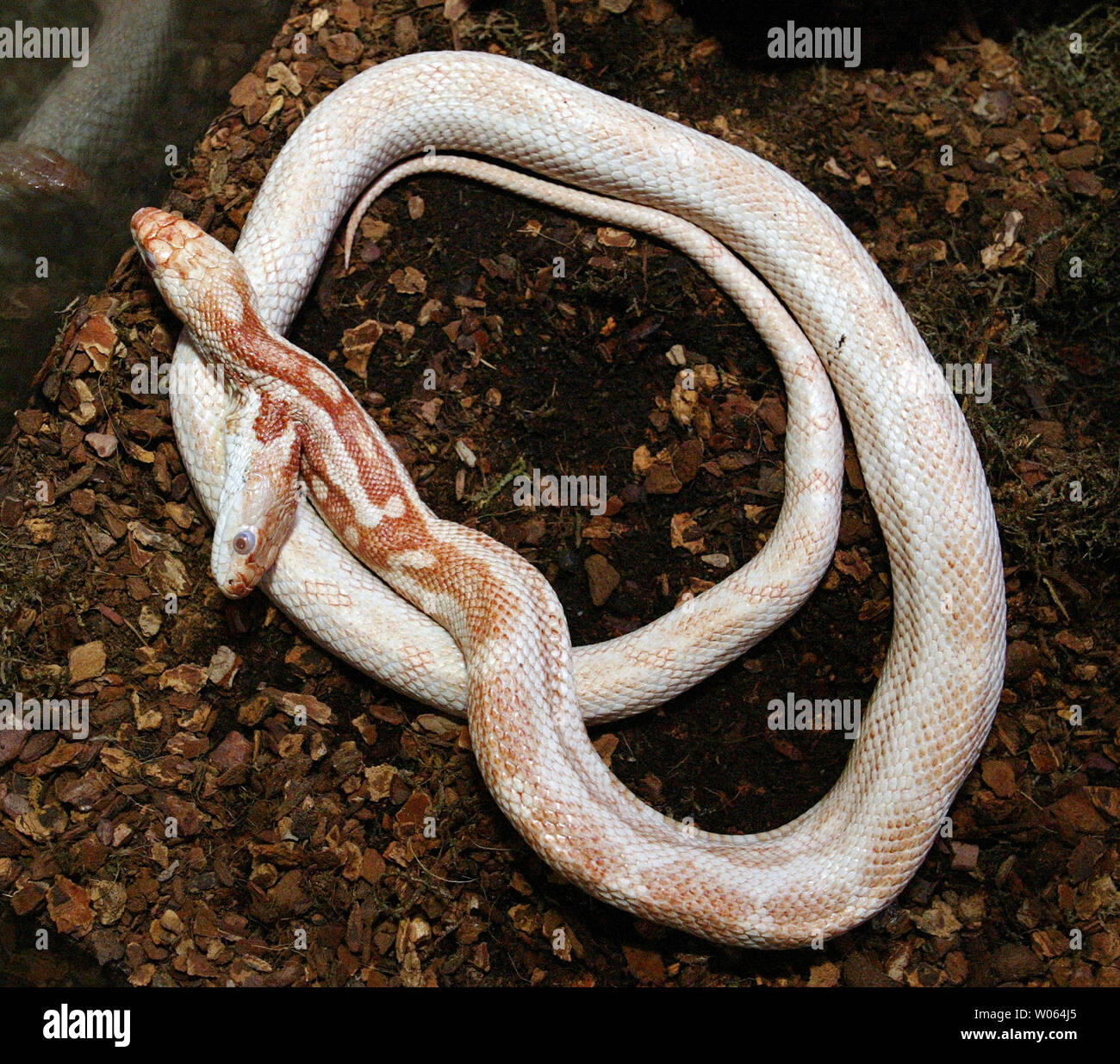 The World Aquarium is looking for a new home for We, the six year-old ...