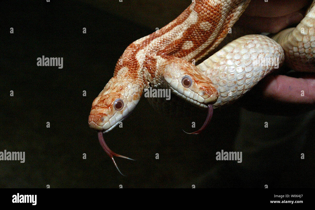 Old world rat hi-res stock photography and images - Alamy