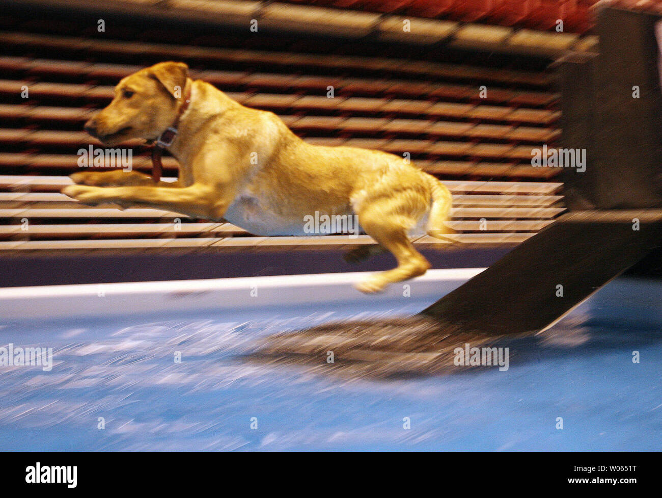 Sunny the dog jumps into a pool of water as he performs in a DockDogs ...