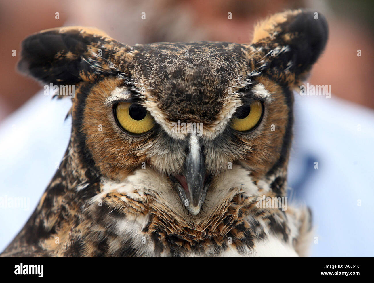 Otis the owl, keeps an eye on all moving objects during free tine out ...