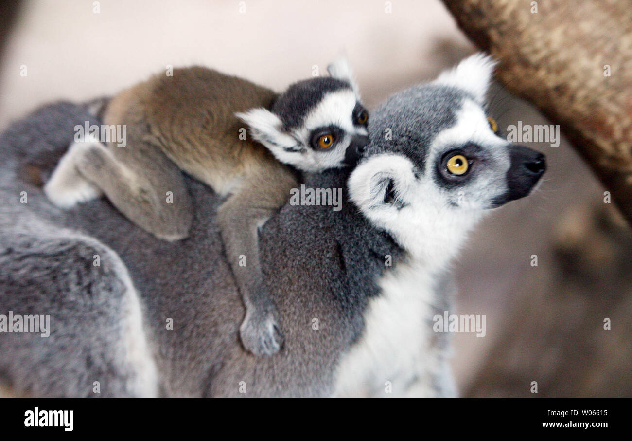 Largest primates of madagascar hi-res stock photography and images - Alamy