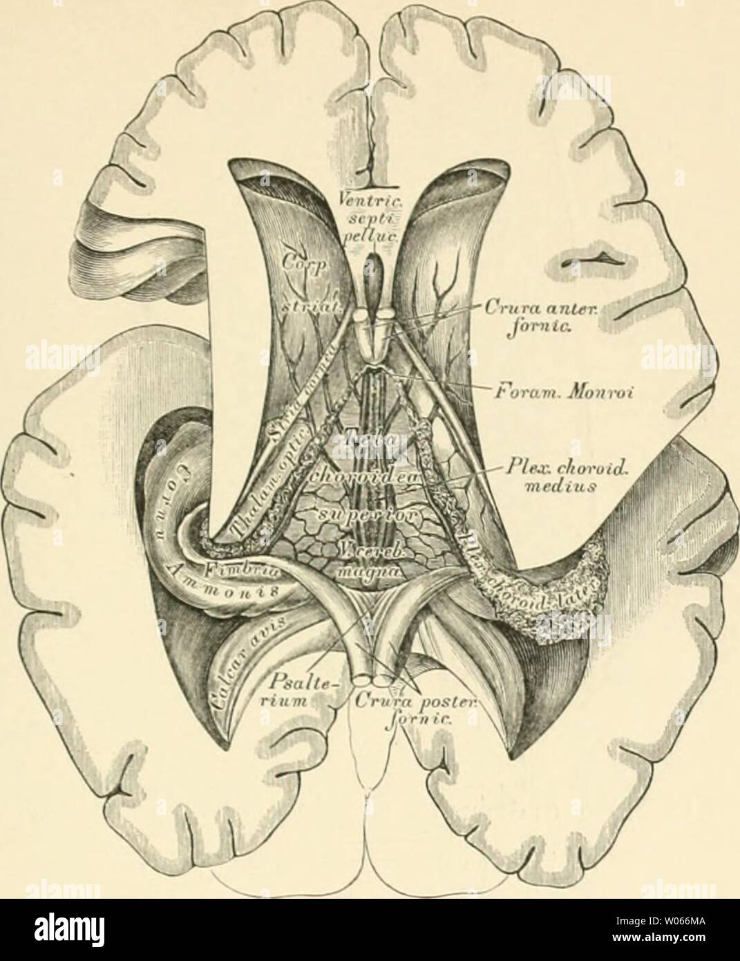 Choroidea hi-res stock photography and images - Alamy