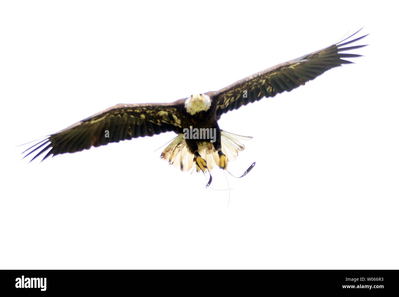 Four year old in Cut Out Stock Images & Pictures - Alamy