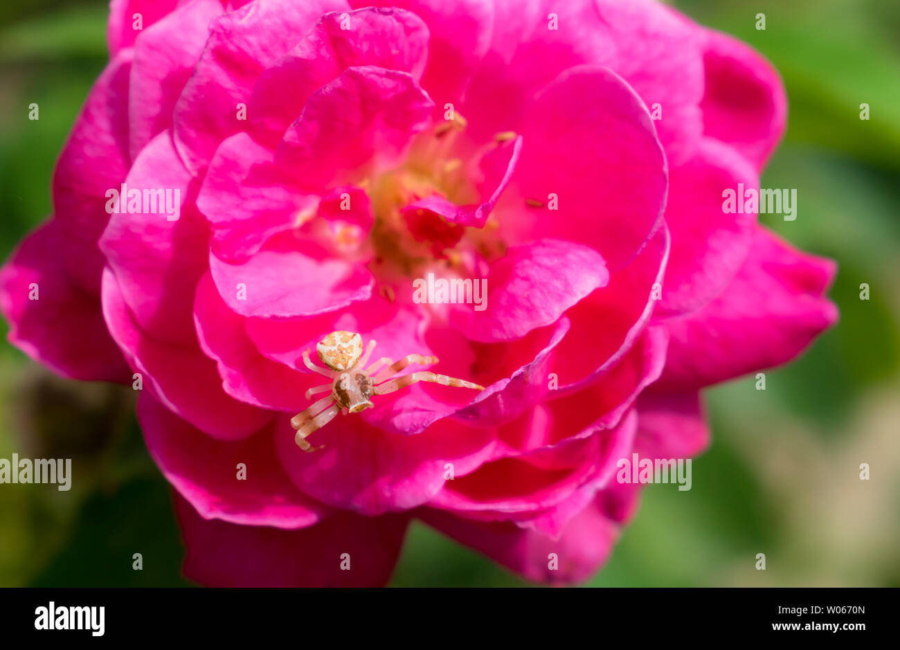 Spider rose flower hi-res stock photography and images - Alamy