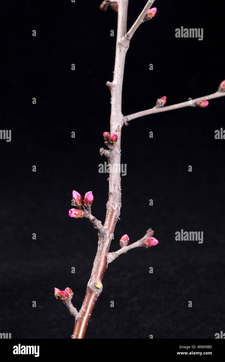 Peach tree branch Stock Photo - Alamy