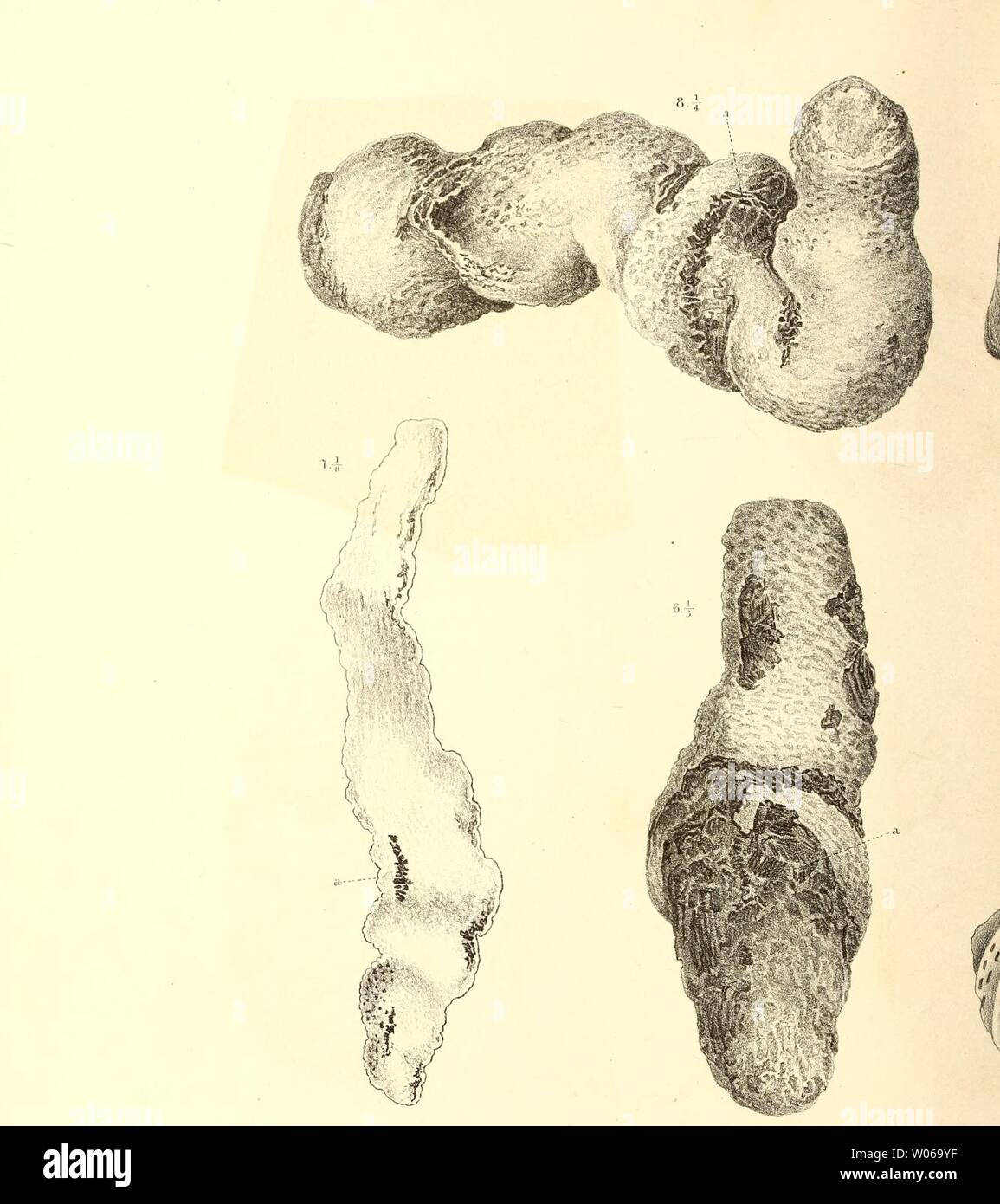 Sigillaria hi-res stock photography and images - Alamy