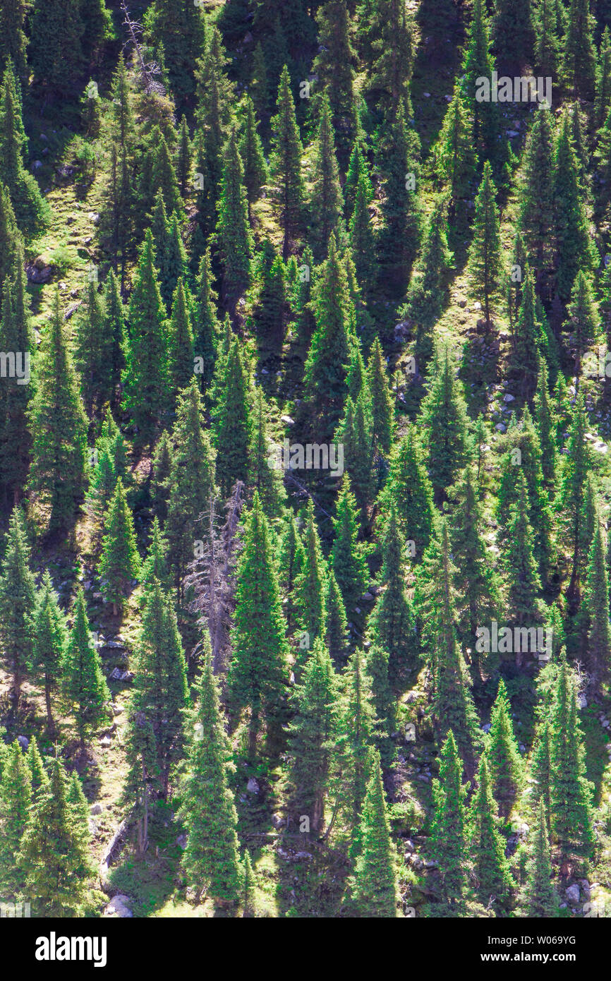 In summer, the spruce forest in Dadonggou, Bogda Peak Nature Reserve ...