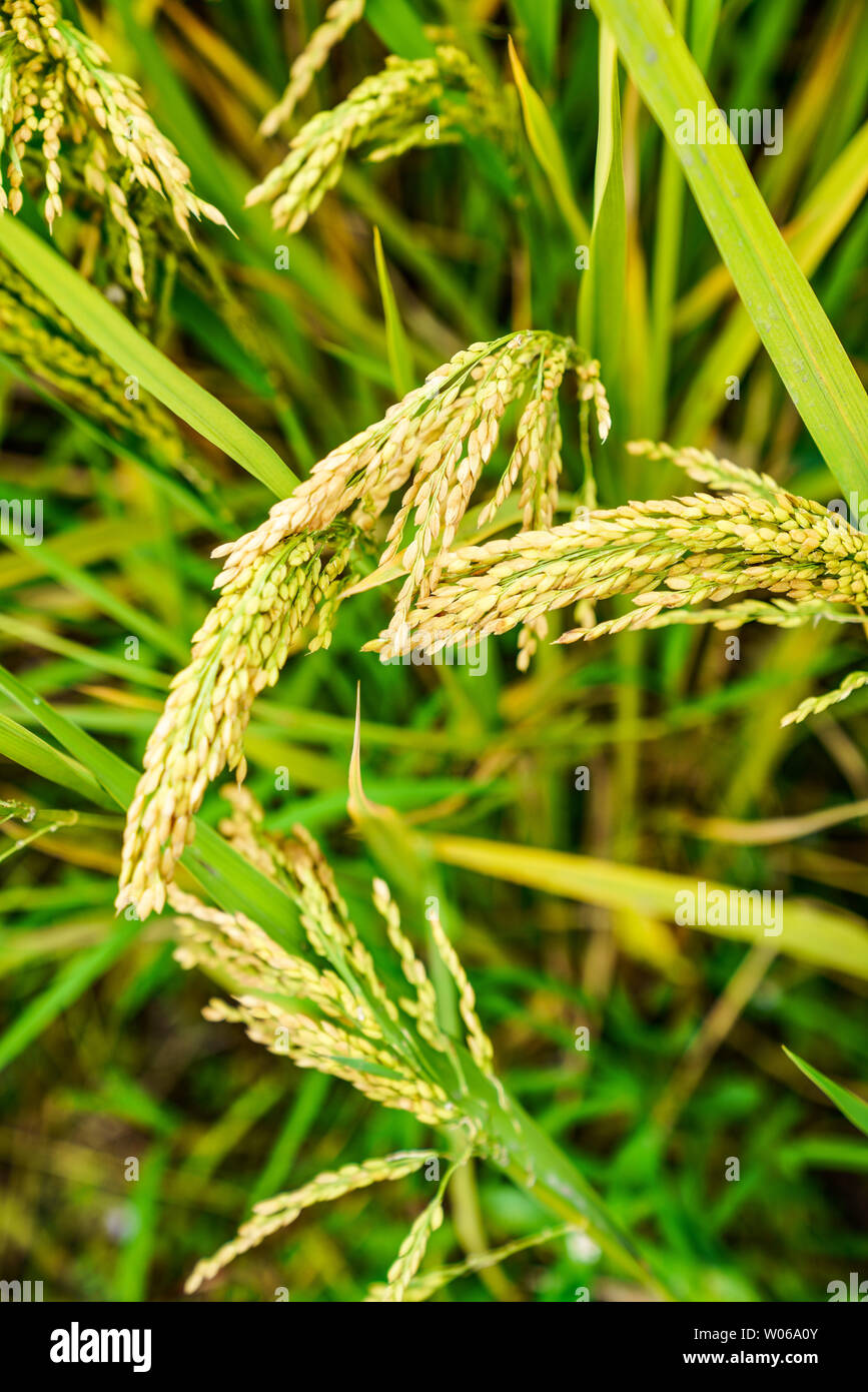 Harvesting rice, rice, rice, grain Stock Photo - Alamy