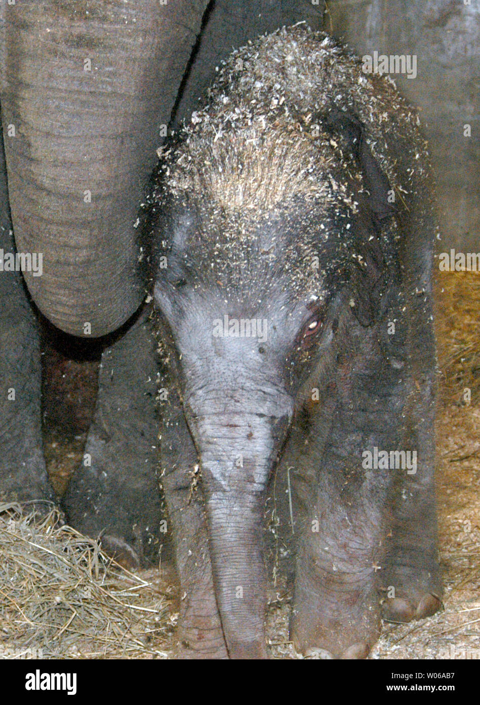 A female baby elephant calf stands next to her mother moments after ...