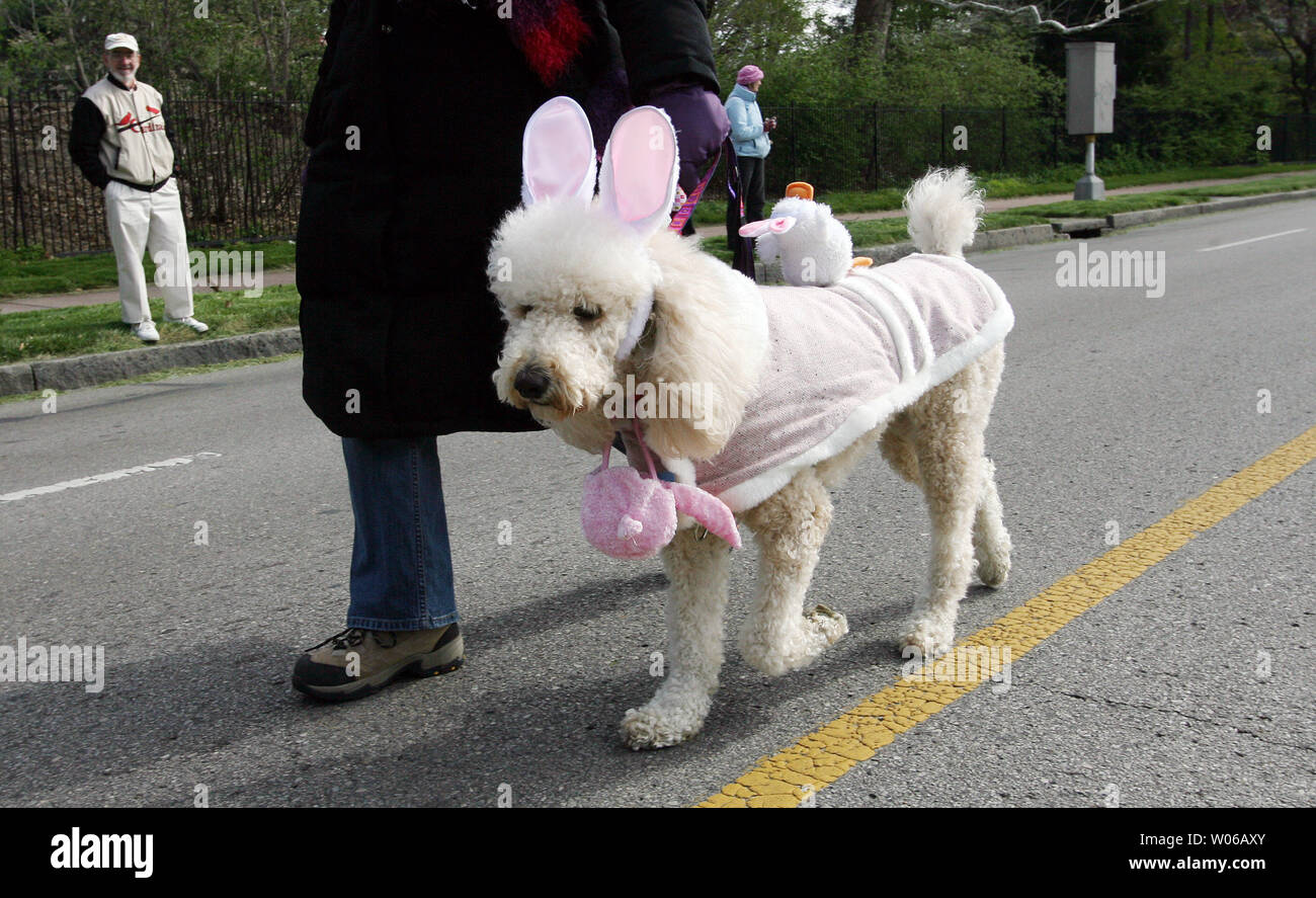 A poodle is dressed up for Easter while walking in the Variety Club's ...