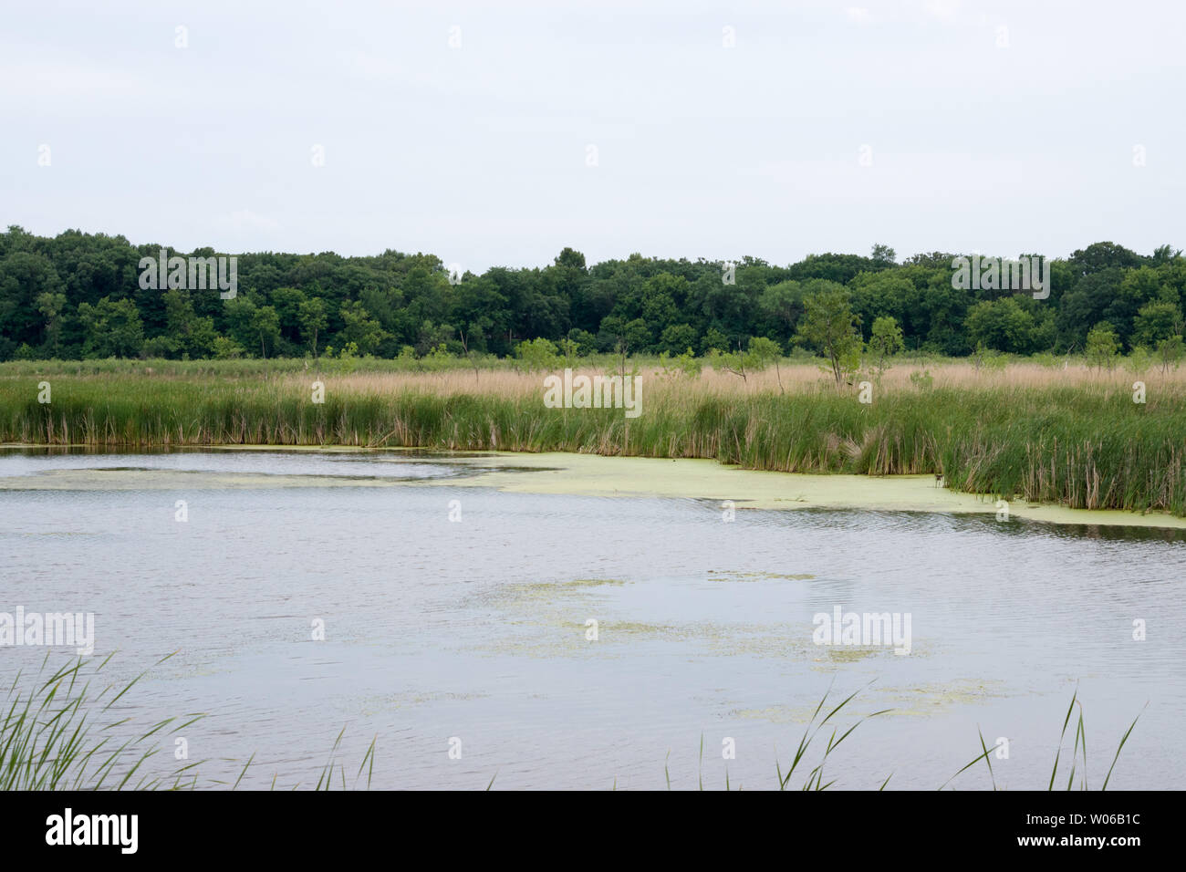 Rice Marsh Lake, Minnesota Stock Photo - Alamy