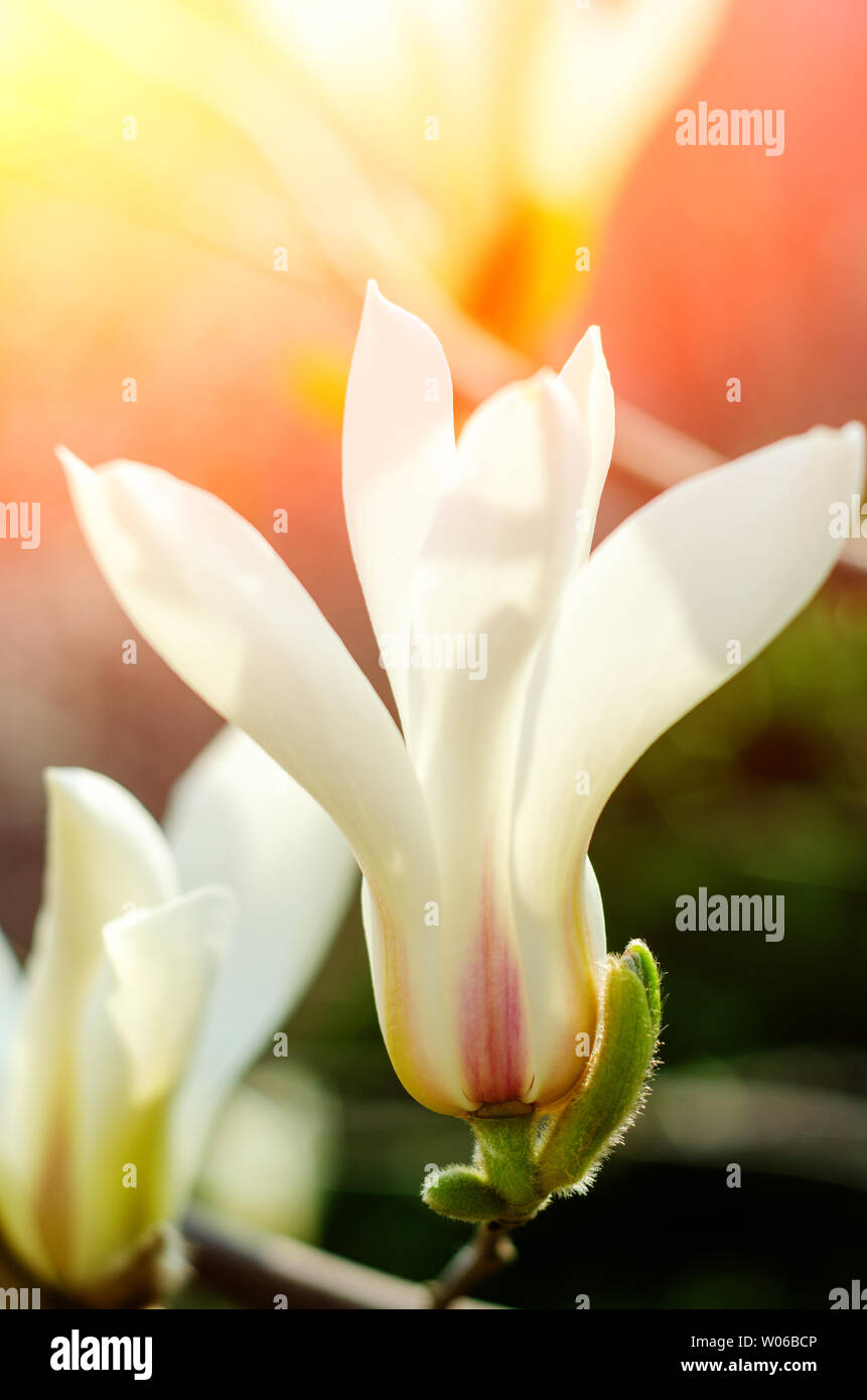 Magnolia in the sun Stock Photo - Alamy