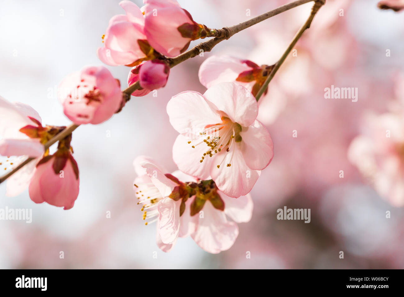 Beautiful peach blossom, spring peach blossom background Stock Photo ...