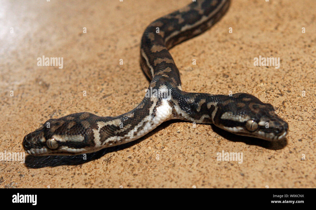 Two Headed Anaconda