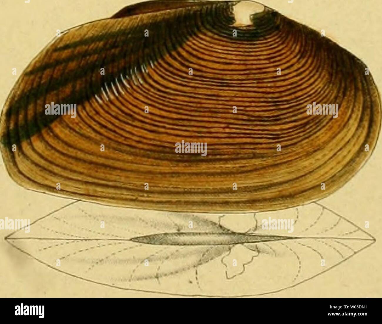 Archive image from page 416 of Die Flussperlmuscheln (Unio et Hyria ...