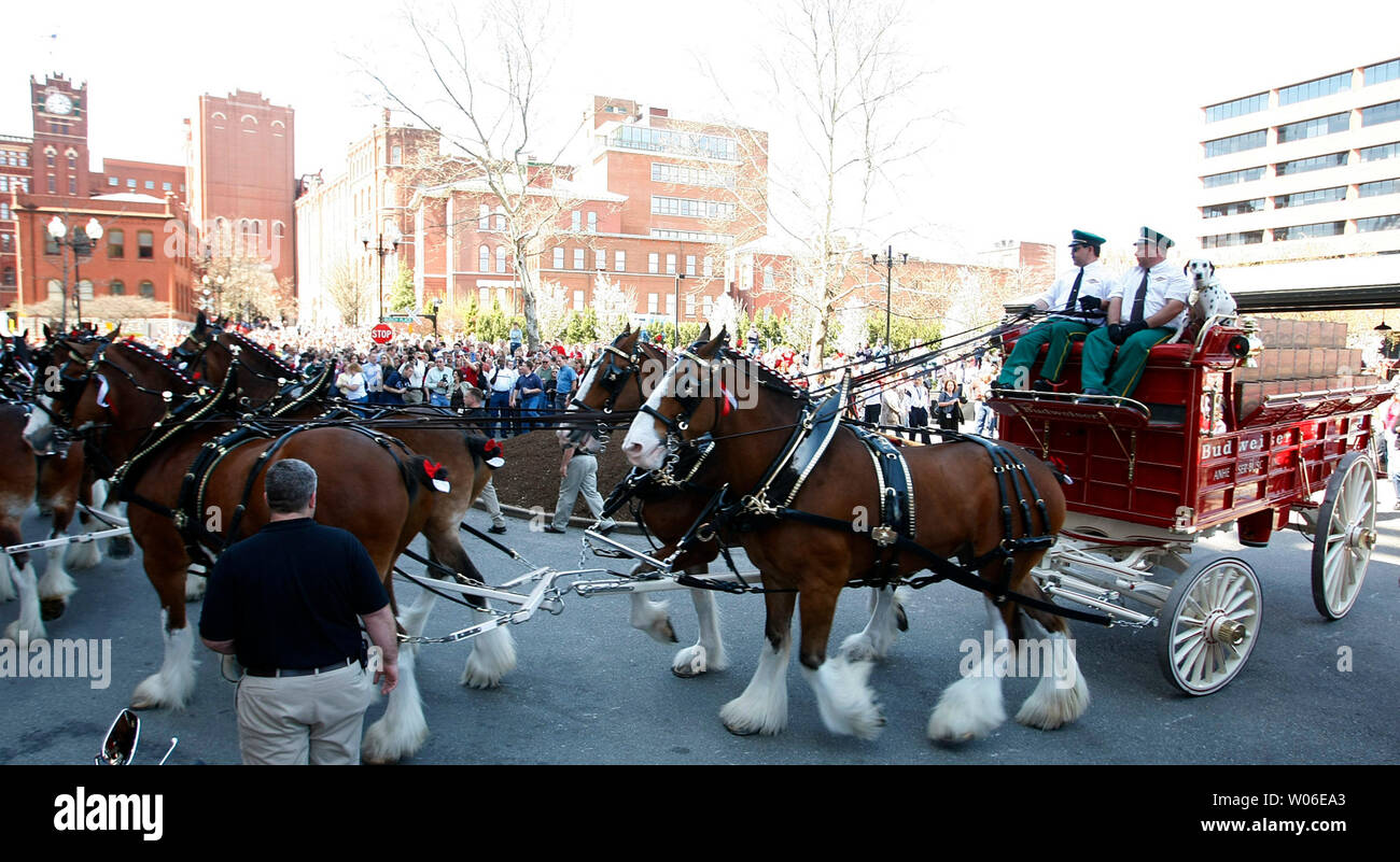 Budweiser clydesdale horses hi-res stock photography and images - Alamy