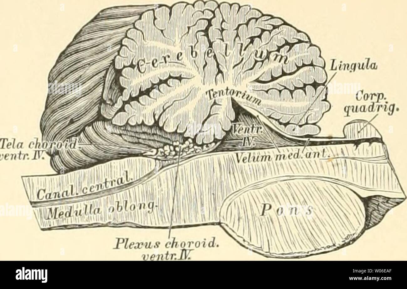 Archive image from page 419 of Die descriptive und topographische ...