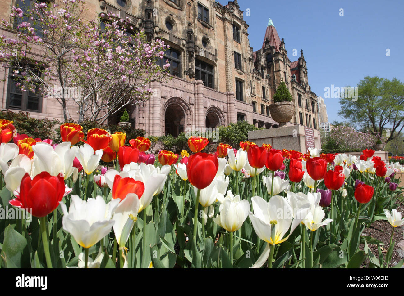The colorful tulips are in full bloom outside of St. Louis City Hall as ...