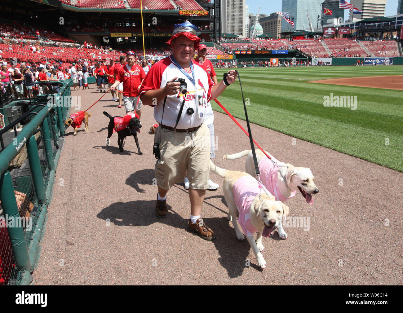 St. Louis Cardinals fans parade around the Busch Stadium track with ...