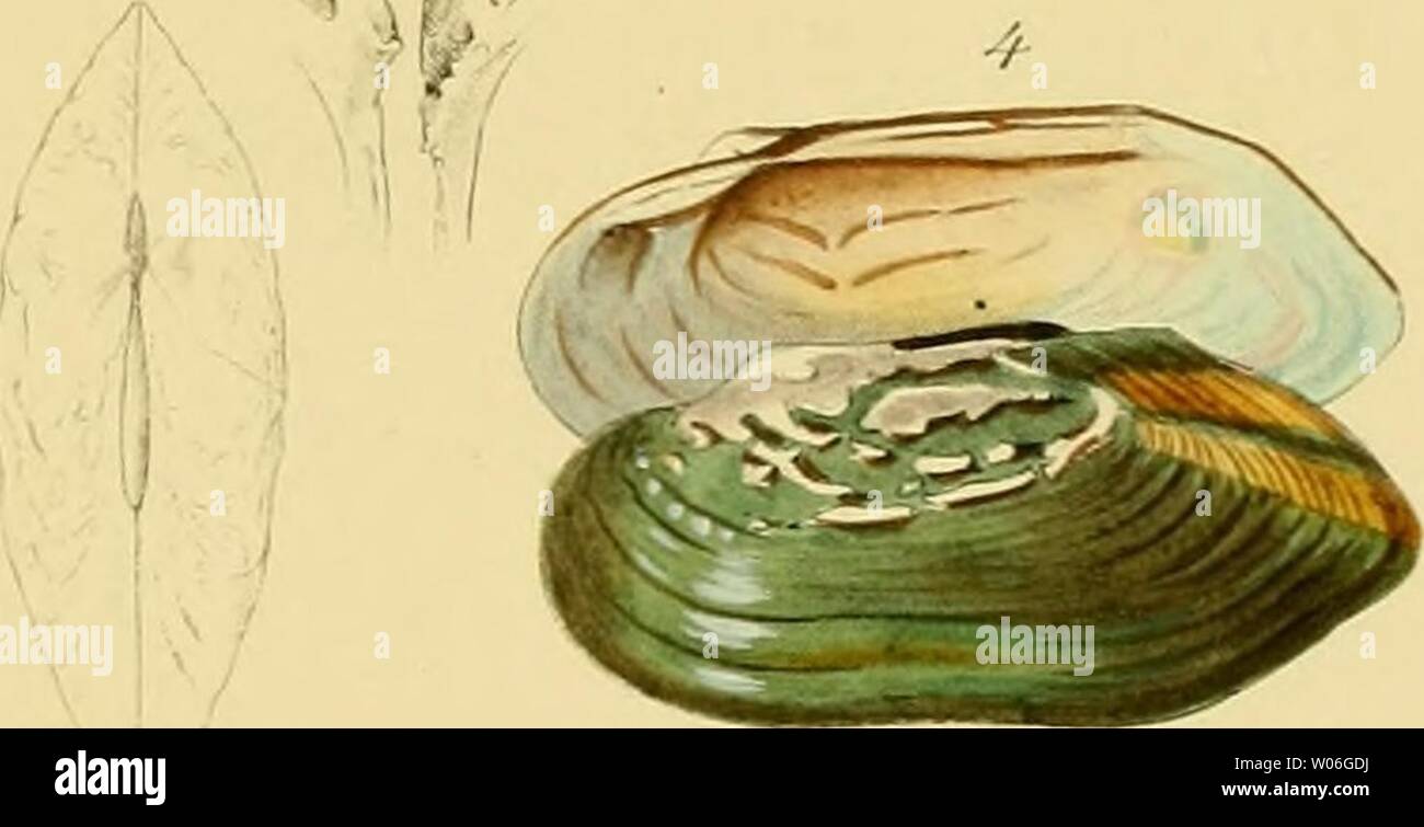 Archive image from page 424 of Die Flussperlmuscheln (Unio et Hyria ...
