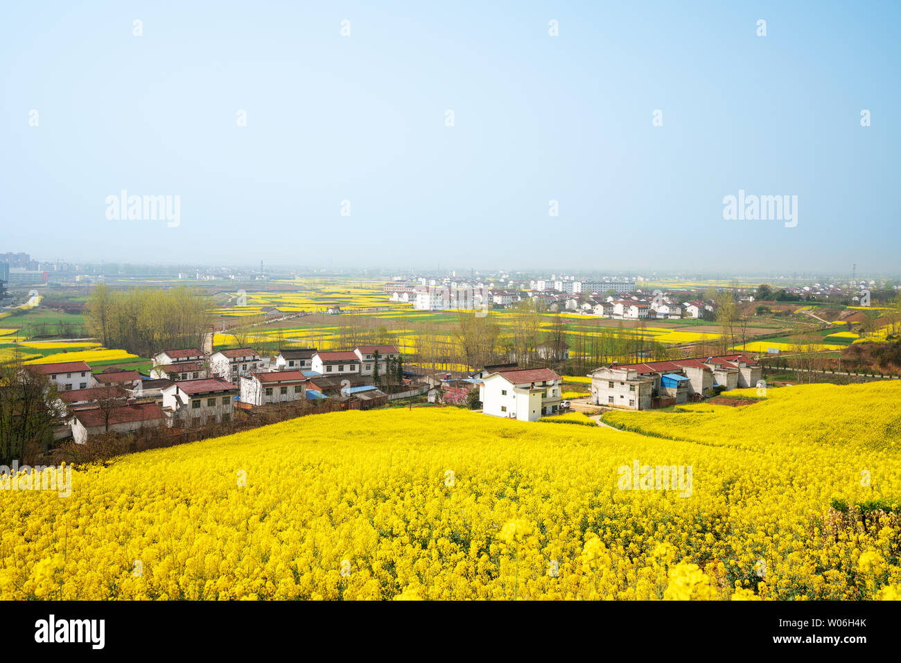 Hanzhong rapeseed, Shaanxi Stock Photo - Alamy