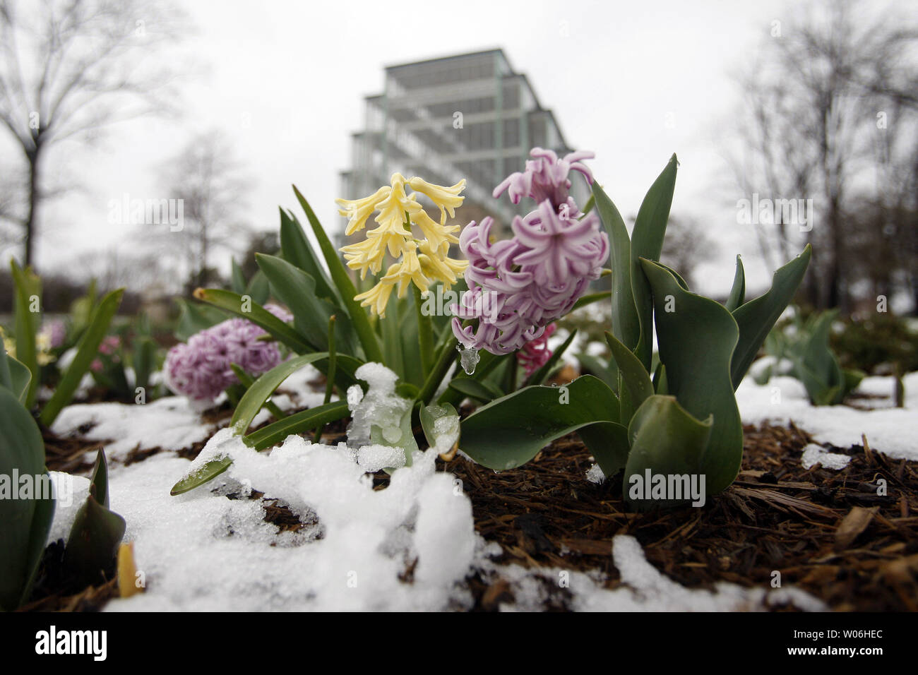 Hyacinth plants are covered in snow after two inches fell overnight at ...