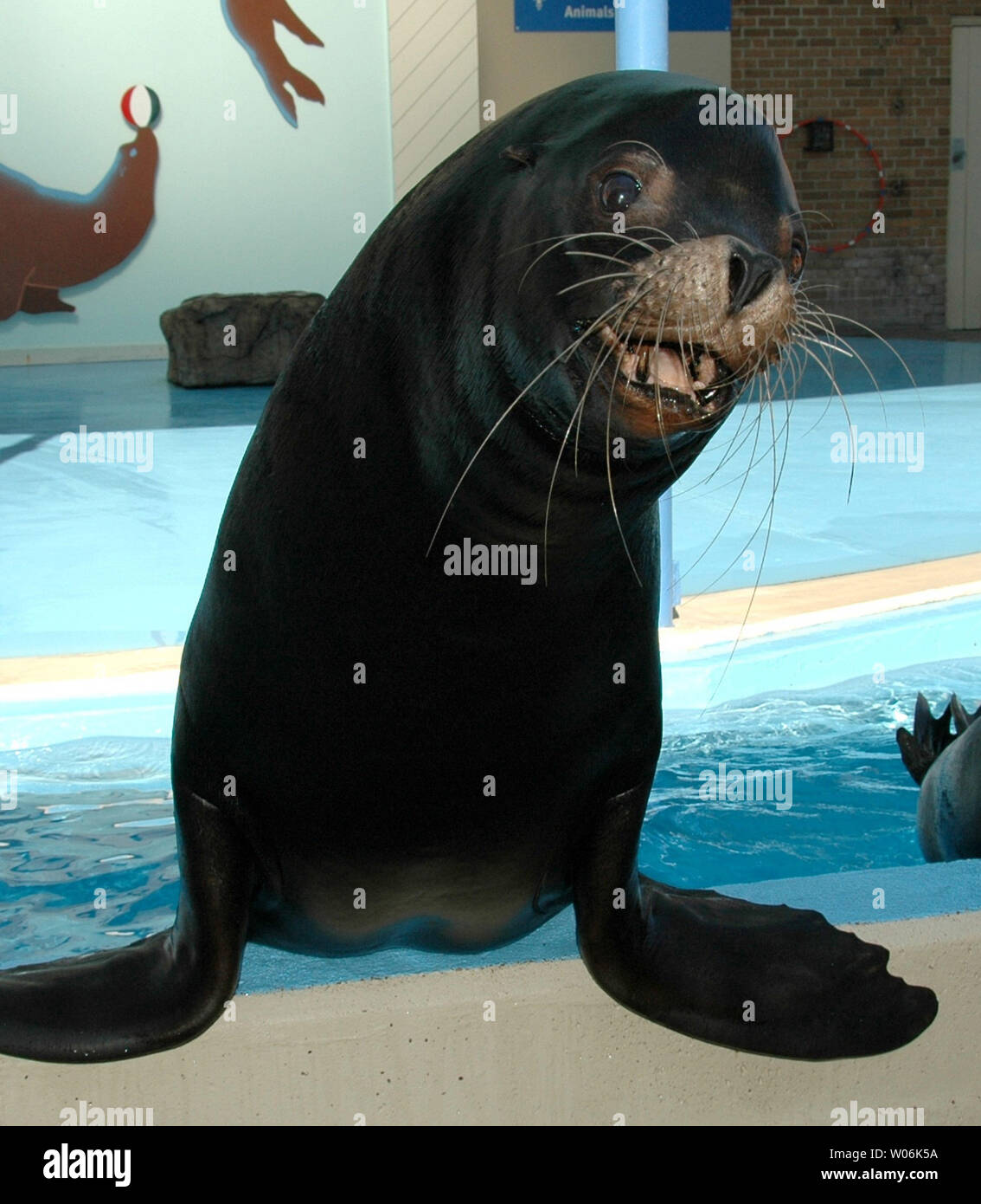 Sea lion st louis zoo hi-res stock photography and images - Alamy