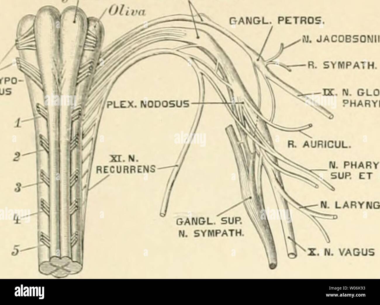 Schéma anatomie hi-res stock photography and images - Alamy