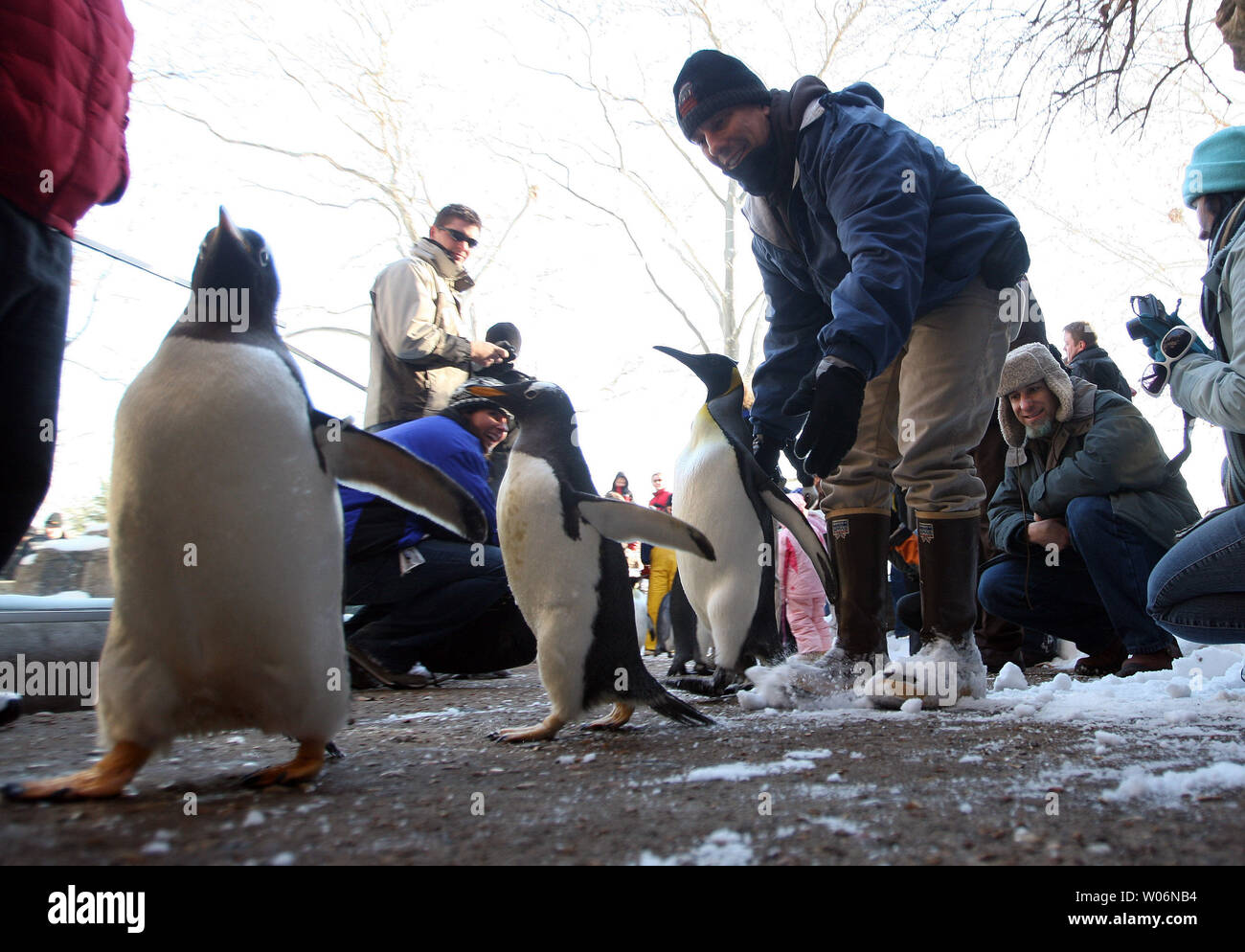 A keeper helps penguins return to their home after parading for ...