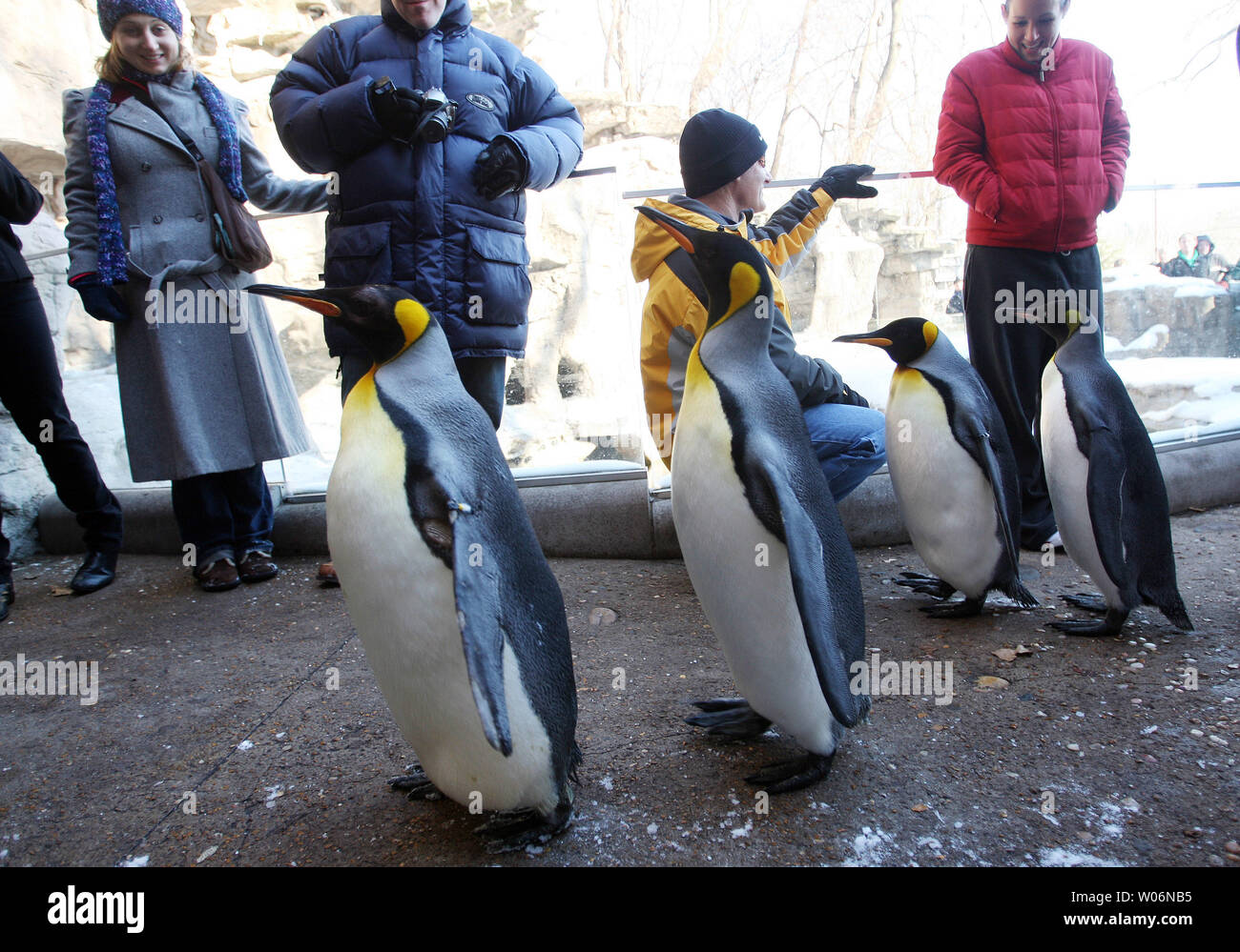 Penguins return to their home after parading for visitors at the St ...
