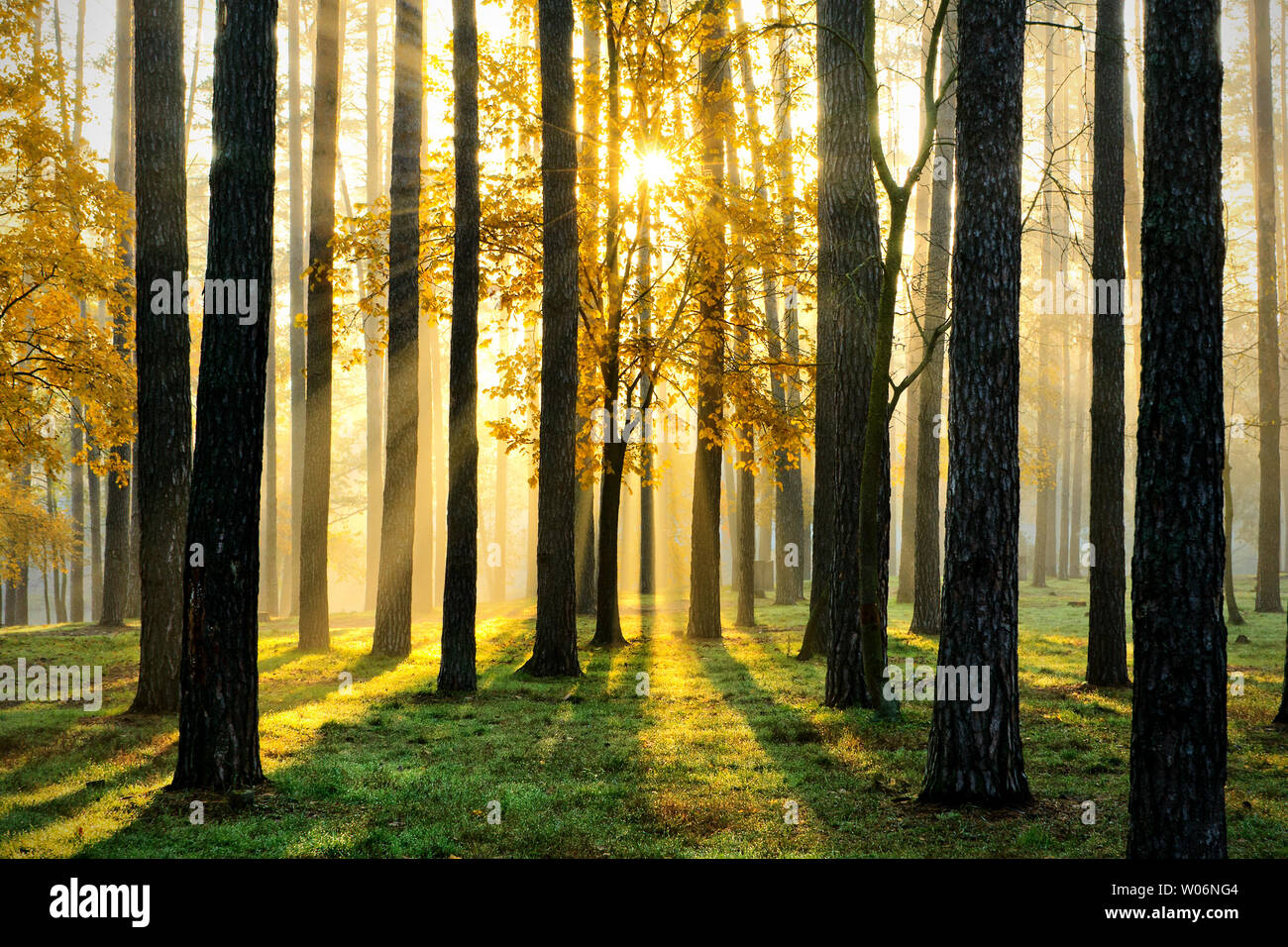 Beautiful morning scene in the forest with sun rays and long shadows ...